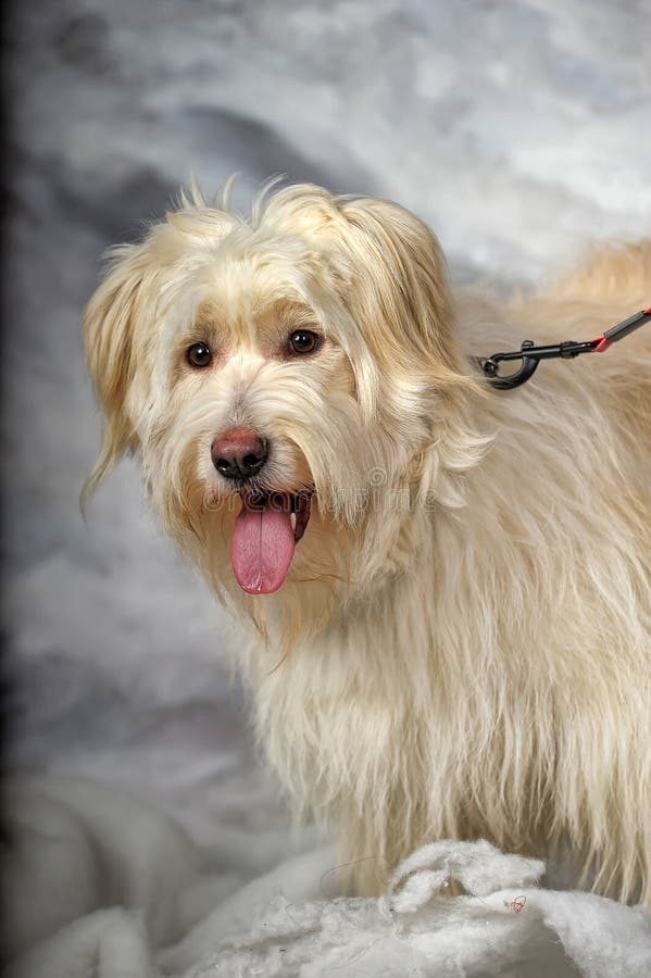 Half-breed terrier stock image. Image of friend, canine - 35939741