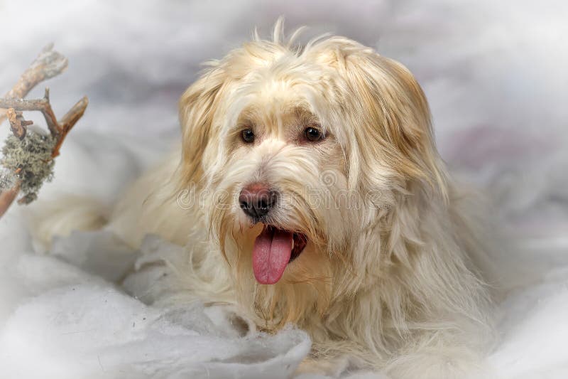 Half-breed terrier stock photo. Image of grooming, male - 35939860