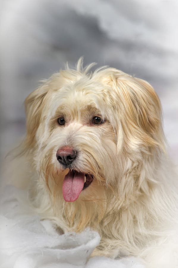 Half-breed terrier stock photo. Image of grooming, friend - 35939892