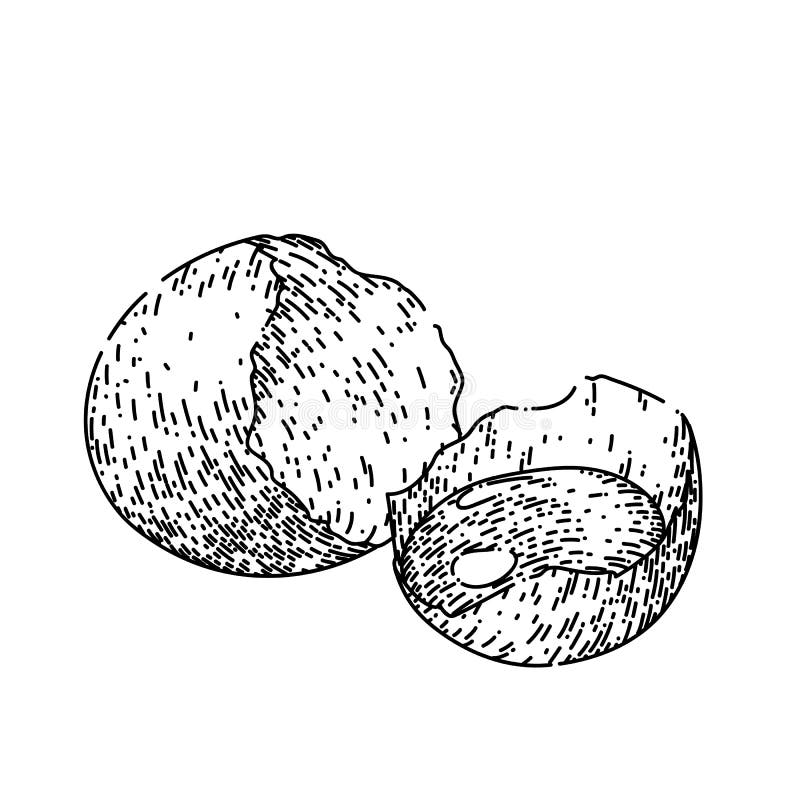 Half Broken Egg Sketch Hand Drawn Vector Stock Illustration ...
