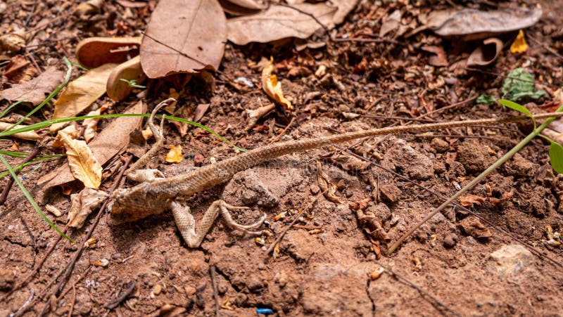 Half a Lizard S Corpse Lay on the Ground No.1 Stock Image - Image of ...