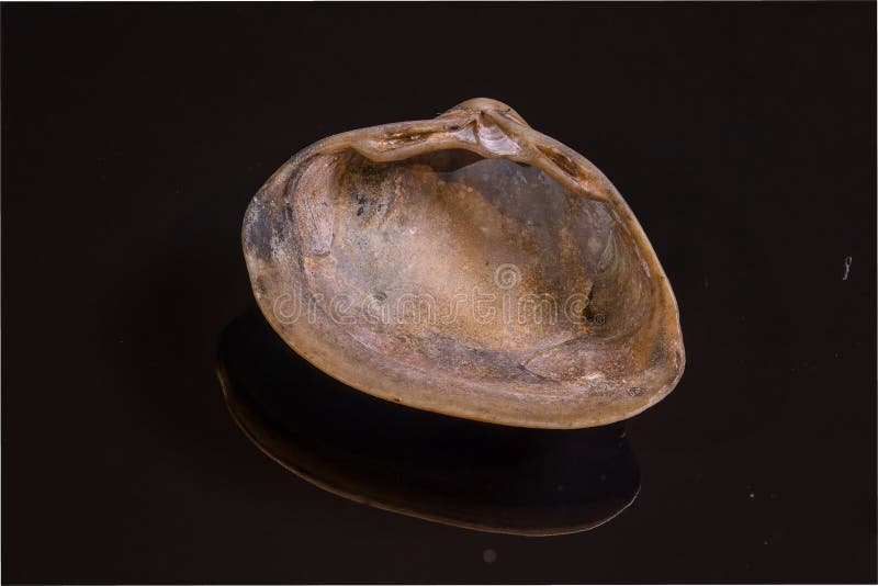 A Half of a Brown Shell Bivalvia on a Black Underground Stock Photo ...