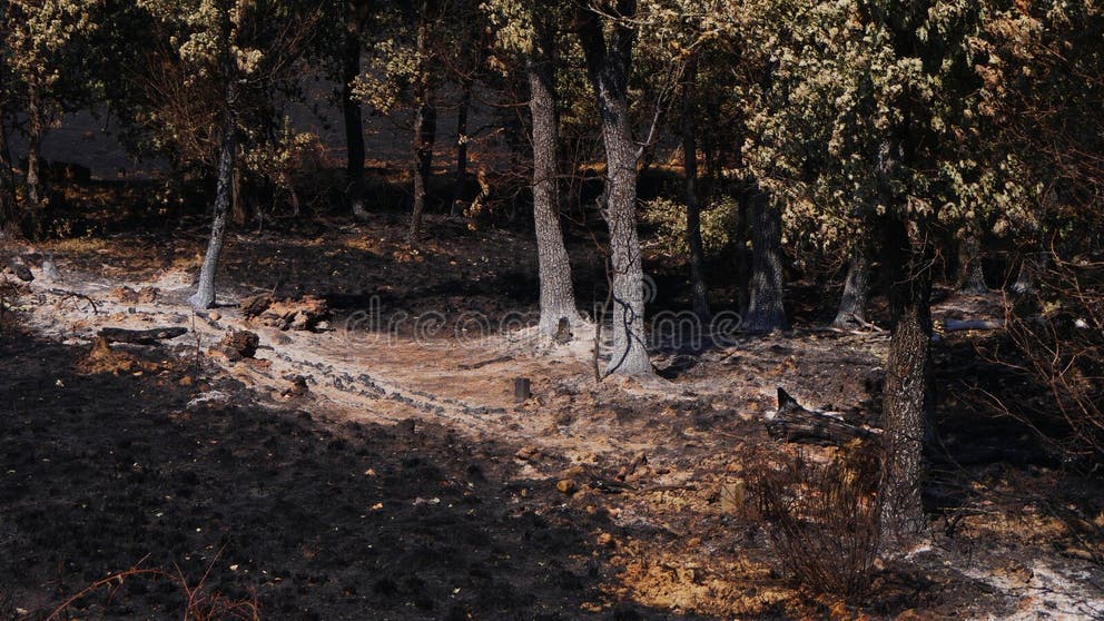 Half-Burned Forest after Heatwave Wildfire Stock Photo - Image of ...