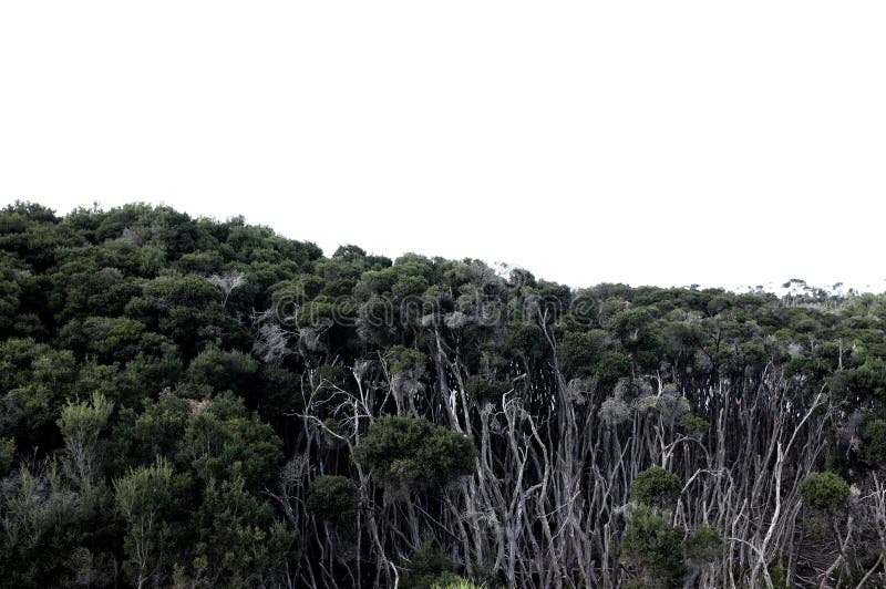 Half burnt forest stock photo. Image of burnt, clear - 47284806