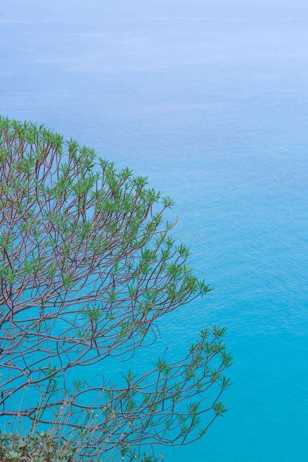 Half a bush stock image. Image of stone, twig, sicily - 168610009