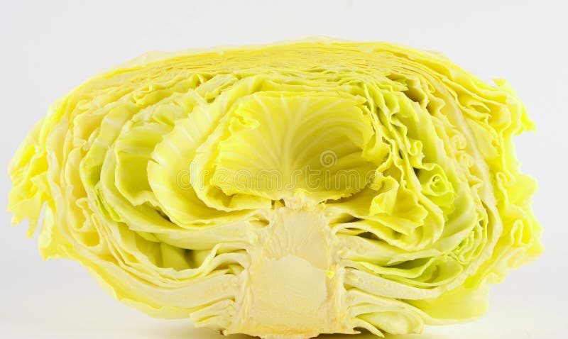 Half cabbage stock photo. Image of close, produce, nutritious - 1932788
