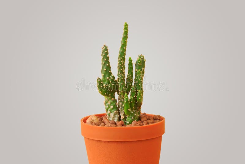 Cactus on grey background. stock image. Image of small - 104095025