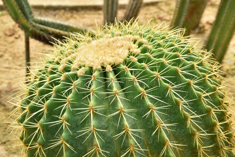 Half Cactus stock image. Image of growth, closeup, botany - 65273065