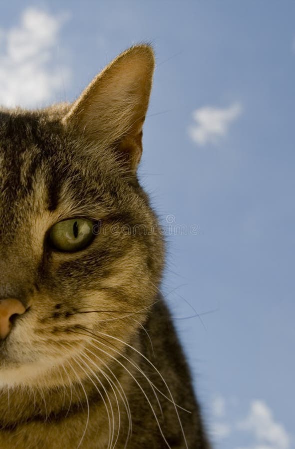 Half Cat Face Isolated on the Left with Sky Backgr Stock Photo - Image ...