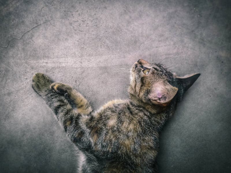 Half of cat s body stock image. Image of sketch, nose - 243102737