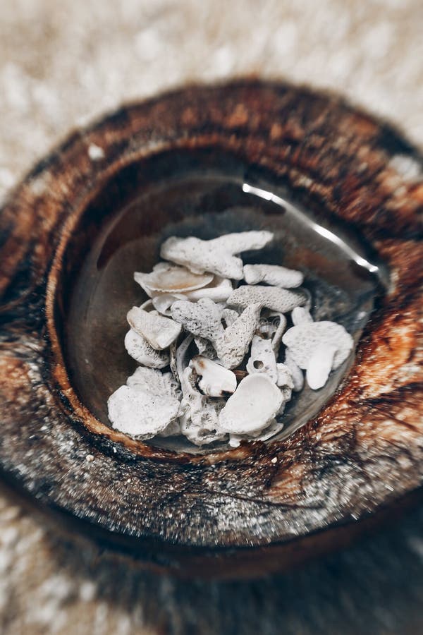 Sea Shells Inside a Rock Crevice Stock Image - Image of natural, gray ...