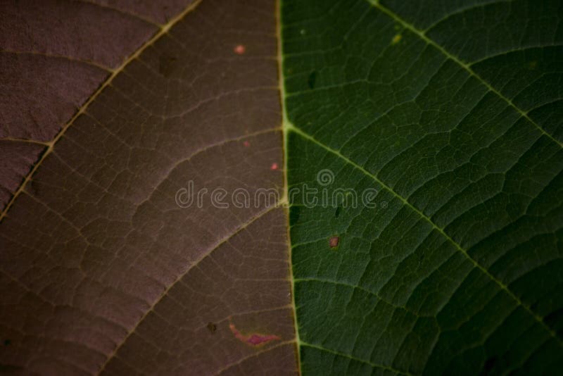 Half Color of Leaf Background. Stock Photo - Image of outdoor ...