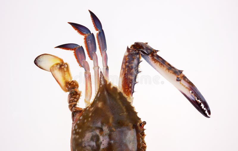 Crab Picture. Image: 13676642