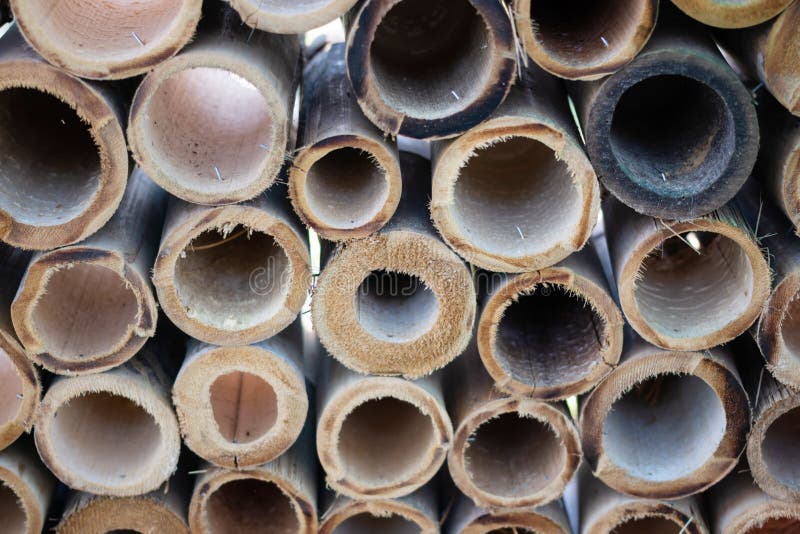 14,616 Cut Bamboo Stock Photos - Free & Royalty-Free Stock Photos from ...