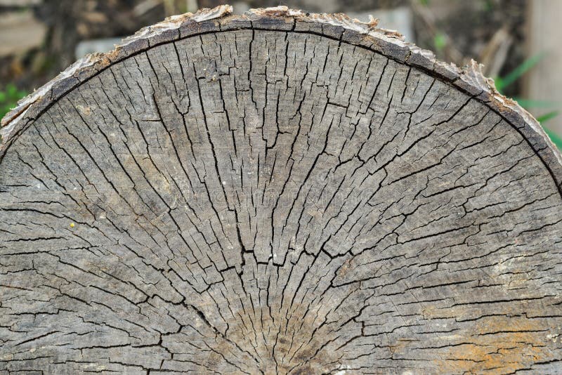 Half Cut Down the Old Tree Trunk Top View Stock Image - Image of ...