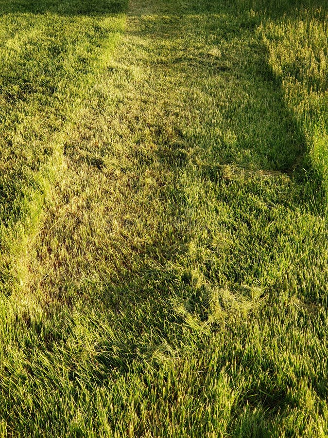 Half cut green lawn stock image. Image of flower, meadow - 182855623