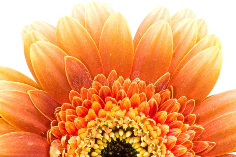 Half daisy stock photo. Image of moisture, botany, color - 14831616