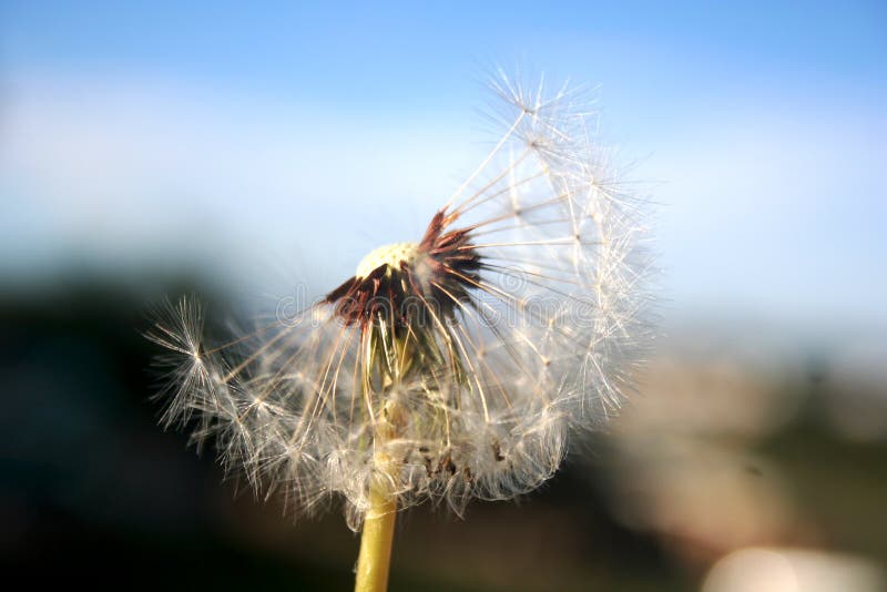 Half dandelion stock photo. Image of africa, spring - 150704776
