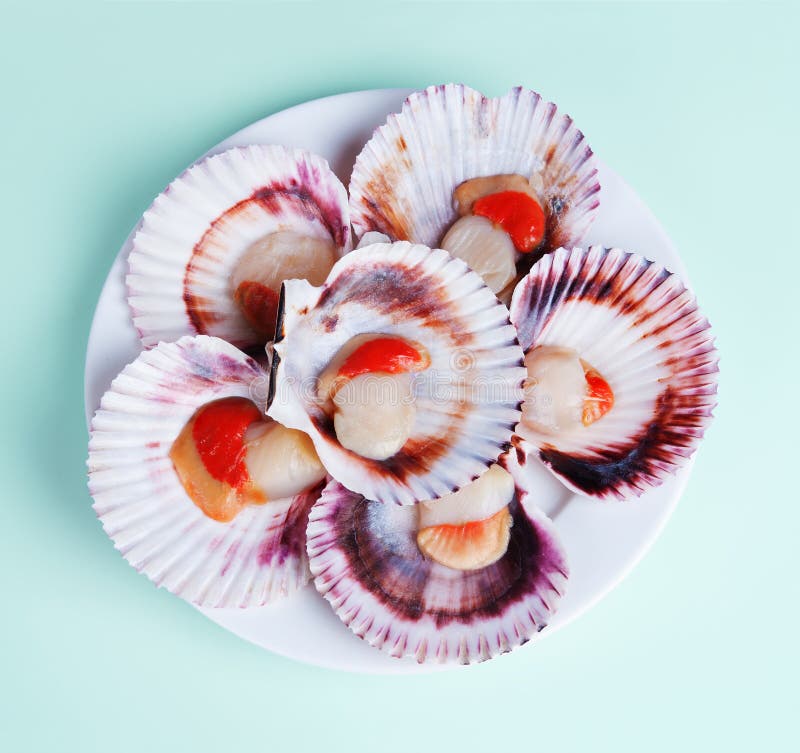 Scallop Shell Close Up on White Stock Image - Image of summer, shot ...