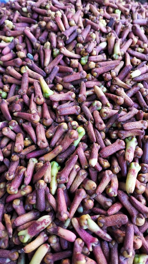 Half-dried clove grains stock photo. Image of ball, grains - 332487748