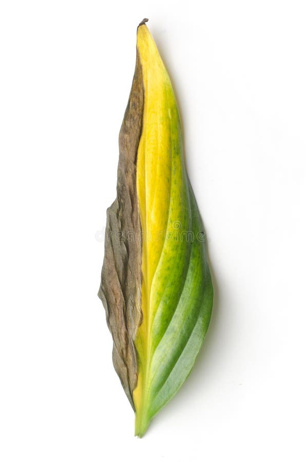 Half-dried Leaf on a White. Stock Photo - Image of change, nature ...