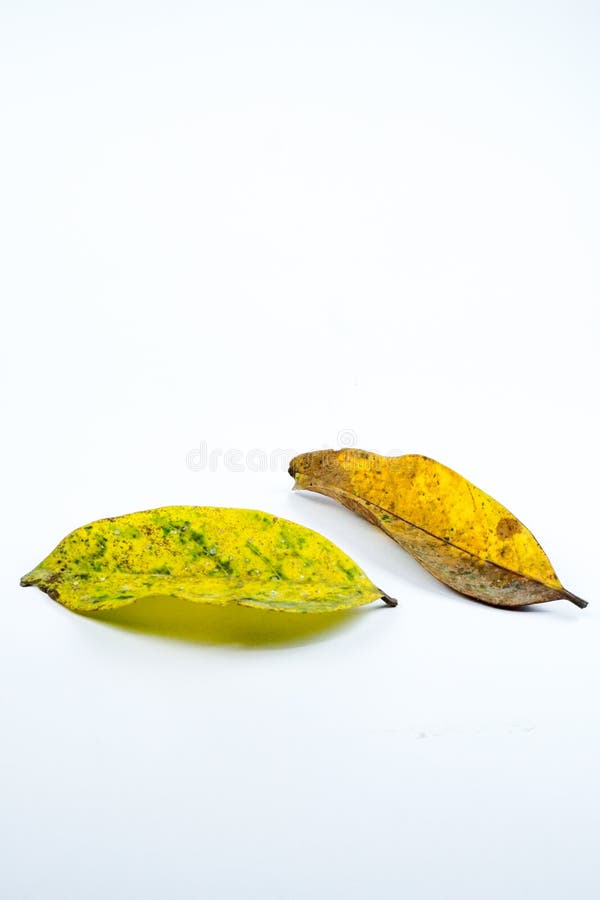 Half Dried Leaves on White Background Stock Photo - Image of dried ...