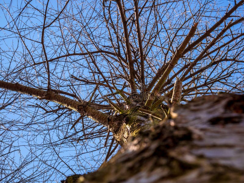 Half Green Half Bare Tree Stock Photos - Free & Royalty-Free Stock ...