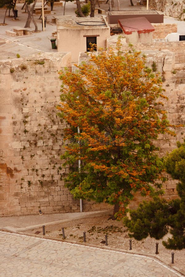 Half-dried Tree Under the Wall in Autumn, Vertical Stock Image - Image ...
