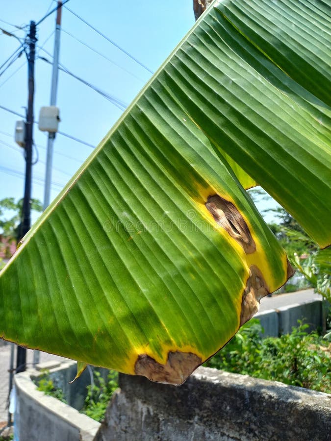 Half-Dry Banana Leaf Still on the Tree Stock Image - Image of tree ...