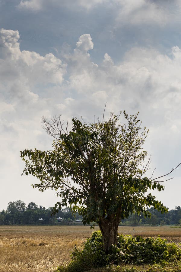 Half-Dry Tree Against Vibrant Noon Sky Stock Photo - Image of daylight ...