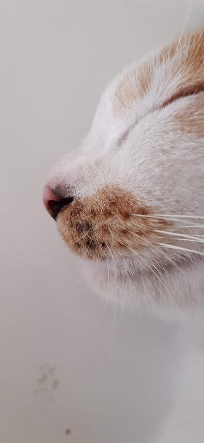 A half face of cat stock image. Image of brown, face - 320584733