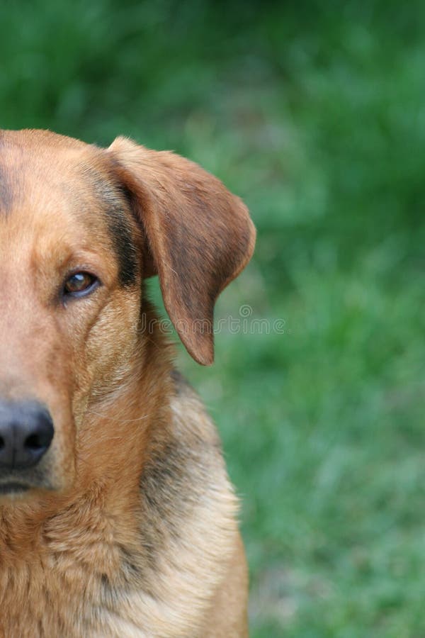 Half face dog stock image. Image of green, face, brown - 5209737