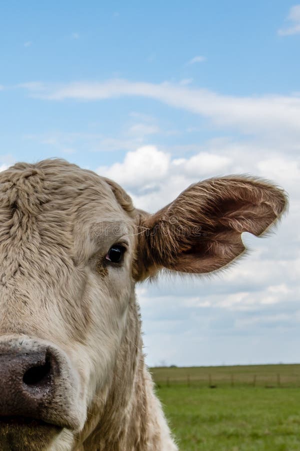 Charolais cow face stock image. Image of white, beef - 19451505