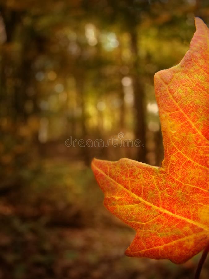 1,255 Fall Tree Half Leaves Stock Photos - Free & Royalty-Free Stock ...