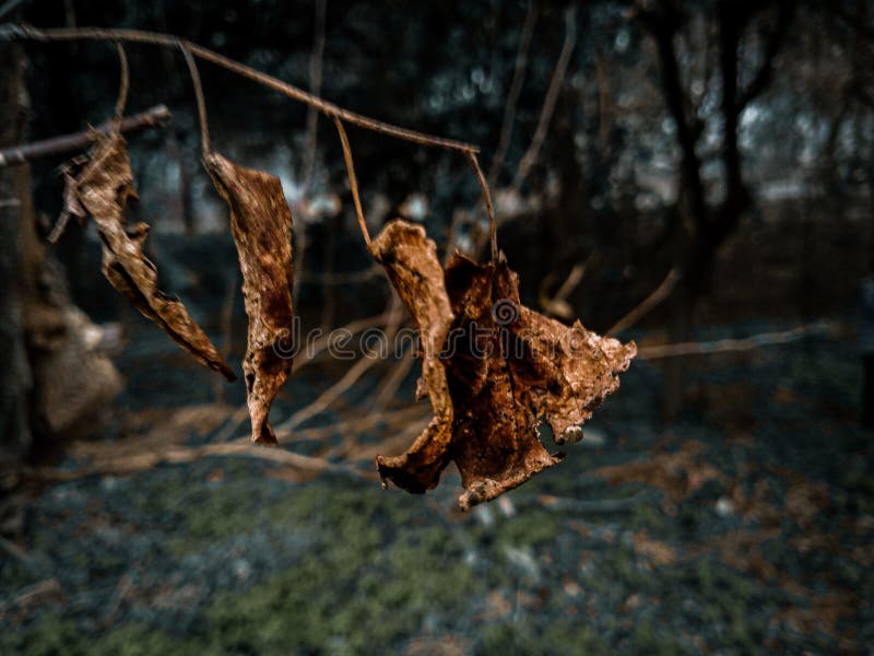 The Half Fallen Leaves & X28;nature& X29; Stock Image - Image of leaf ...