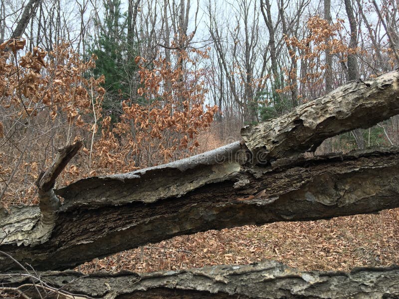 Half Fallen Tree. Autumn Forest. Stock Image - Image of autumn, tree ...