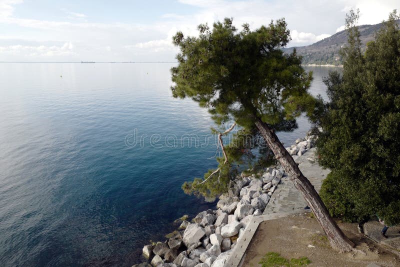 Half Fallen Trunk Next To the Sea Stock Photo - Image of trunk ...