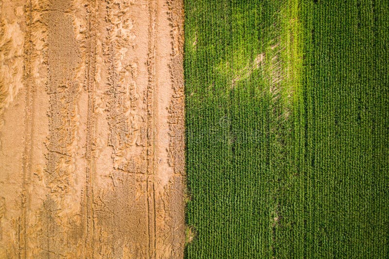 Half the Field is Green and Half Gold, Aerial View Stock Image - Image ...
