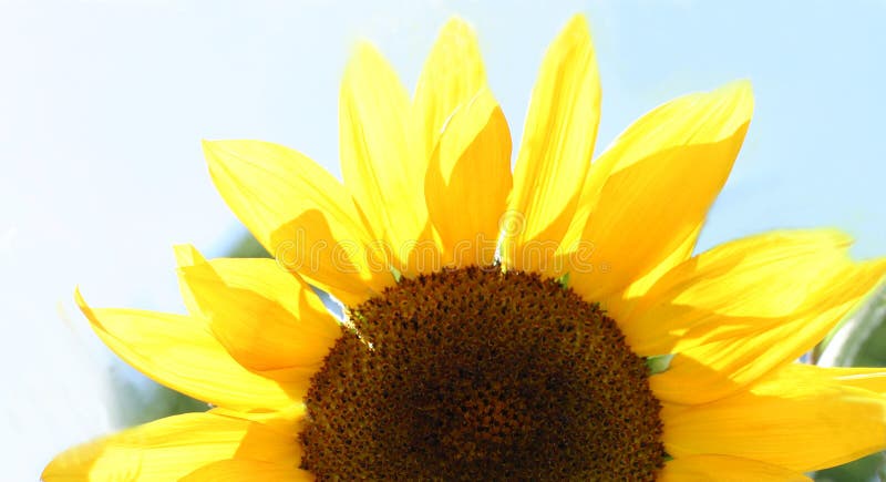 Half of a flower stock image. Image of middle, sunflowers - 15075