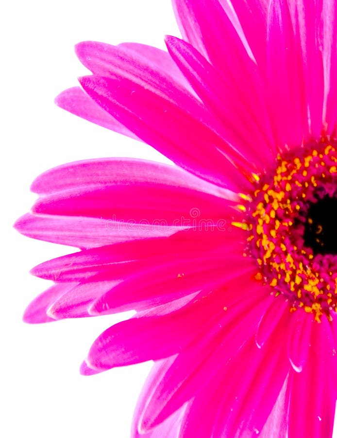 24,690 Flower Half Stock Photos - Free & Royalty-Free Stock Photos from ...