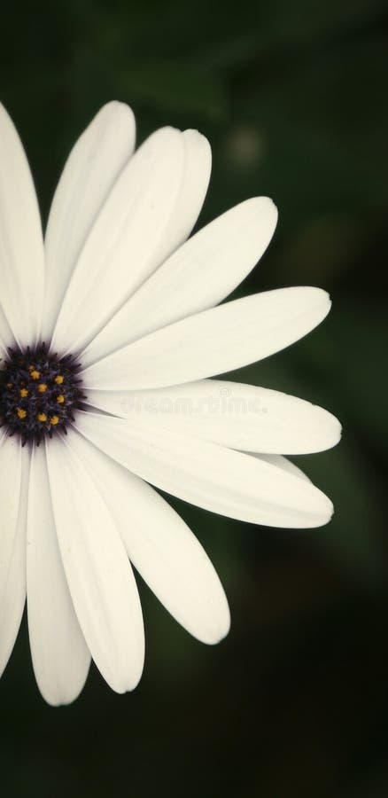 A half flower stock image. Image of green, white, flower - 125396181