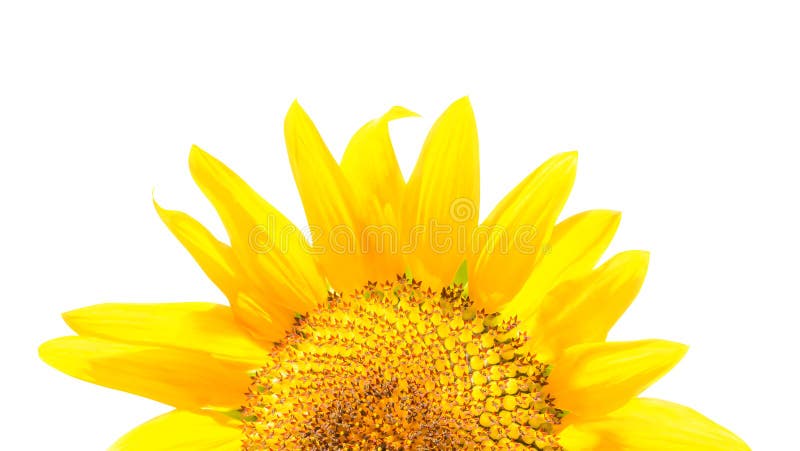 Half flower of sunflower stock image. Image of people - 196263391