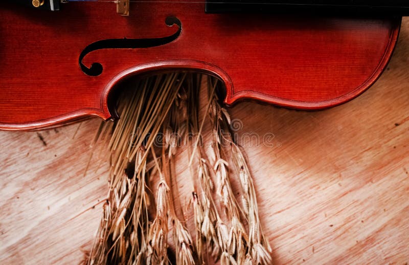 Half of Violin Front Side Put on Blurred Flower,vintage and Art Tone ...