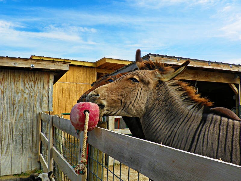 Half Gestreepte Zebroids Halve Ezel, Redactionele Foto - Image of kruis ...