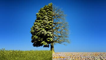 Half Green Half Bare Tree Stock Illustrations – 106 Half Green Half ...