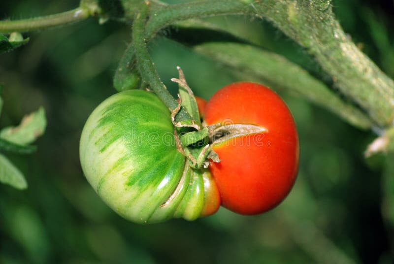 Half green and red tomato stock image. Image of vegetable - 21496899