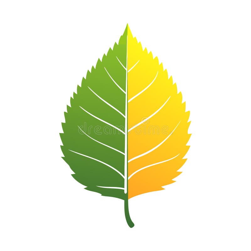 Half Green Half Yellow Leaf Autumn Transition Nature Symbol Fall Colors ...