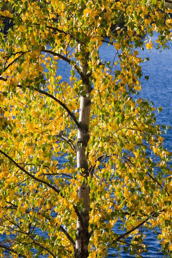Half-and-half stock photo. Image of yellow, tree, vertical - 7152868