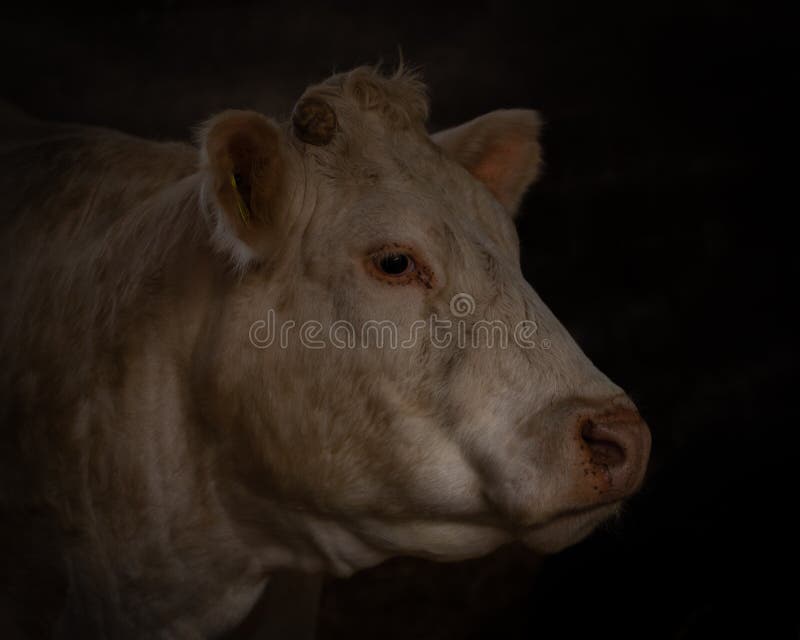 Charolais bull`s head stock photo. Image of head, grass - 146075292