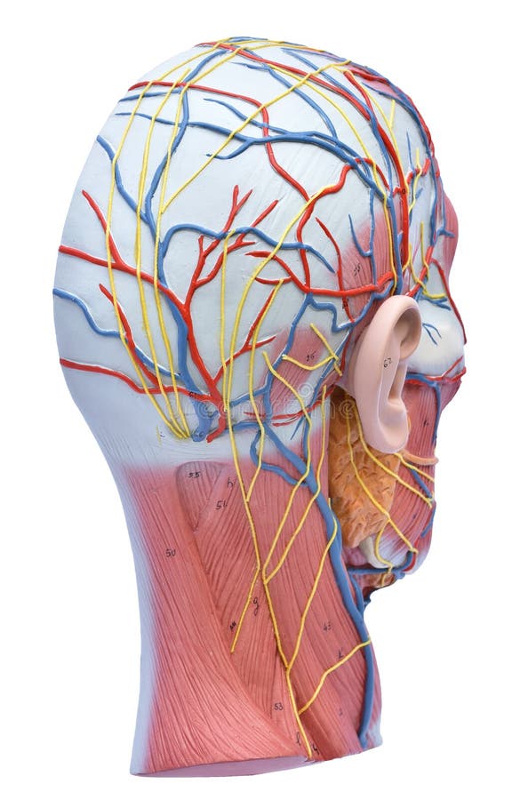 Half-head human model stock image. Image of anatomical - 101168179